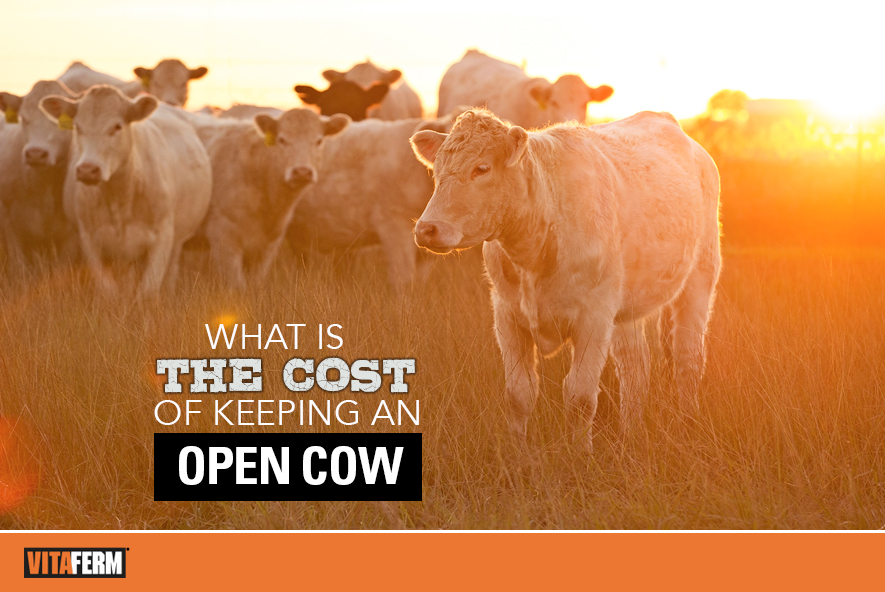 What is the Cost of Keeping an Open Cow? - VitaFerm