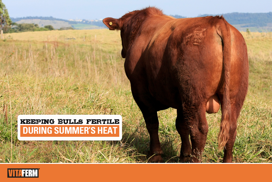 Keeping Bulls Fertile During Summer’s Heat - VitaFerm