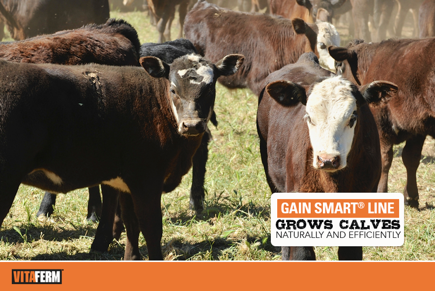 Gain Smart Line Grows Calves Naturally and Efficiently - VitaFerm