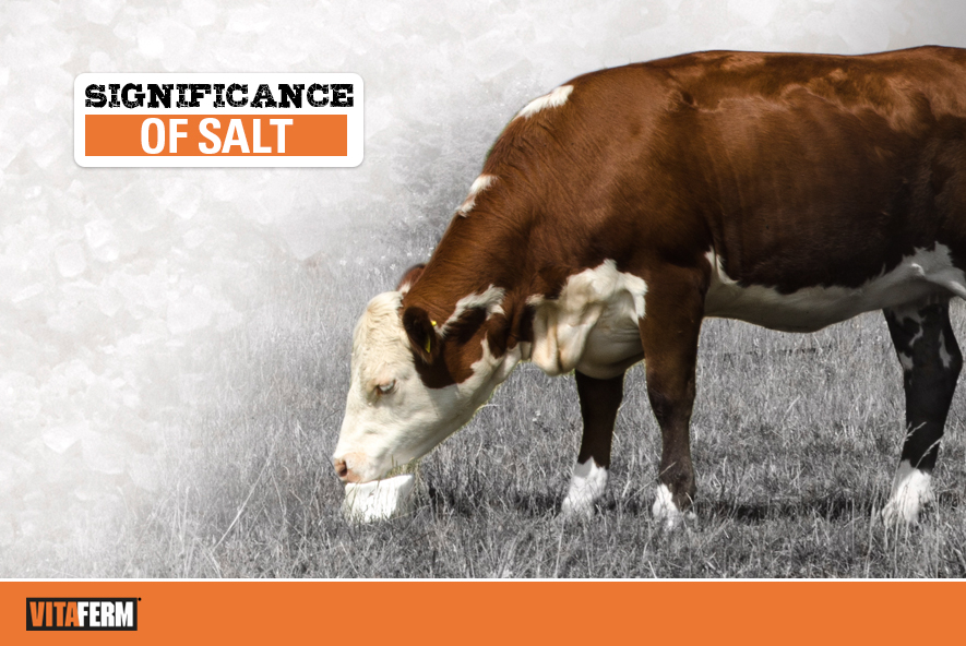 Significance of Salt - VitaFerm