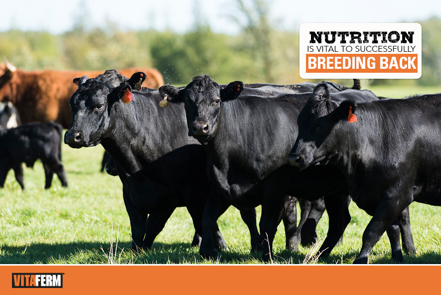 Nutrition is Vital to Successfully Breeding Back First-Calf Cows - VitaFerm