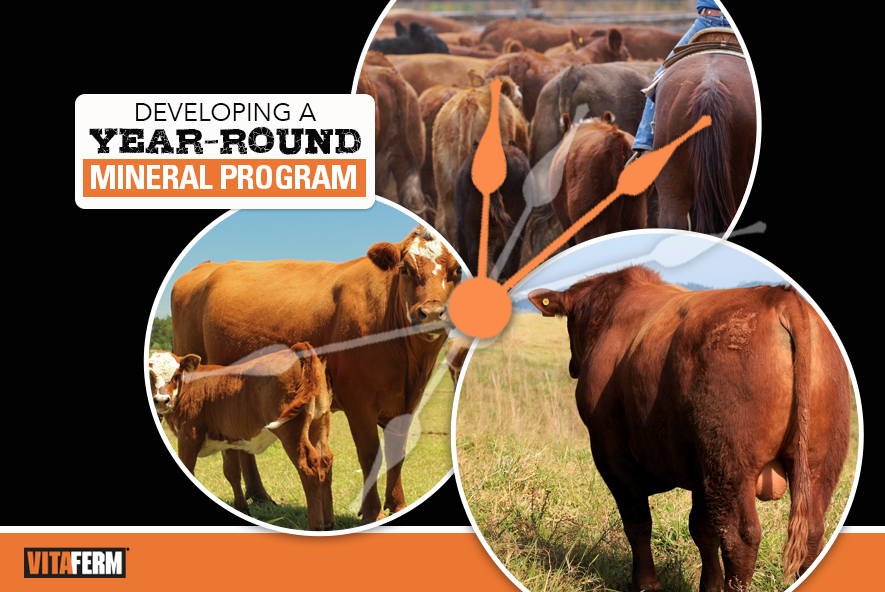 Developing a Year-Round Mineral Program - VitaFerm