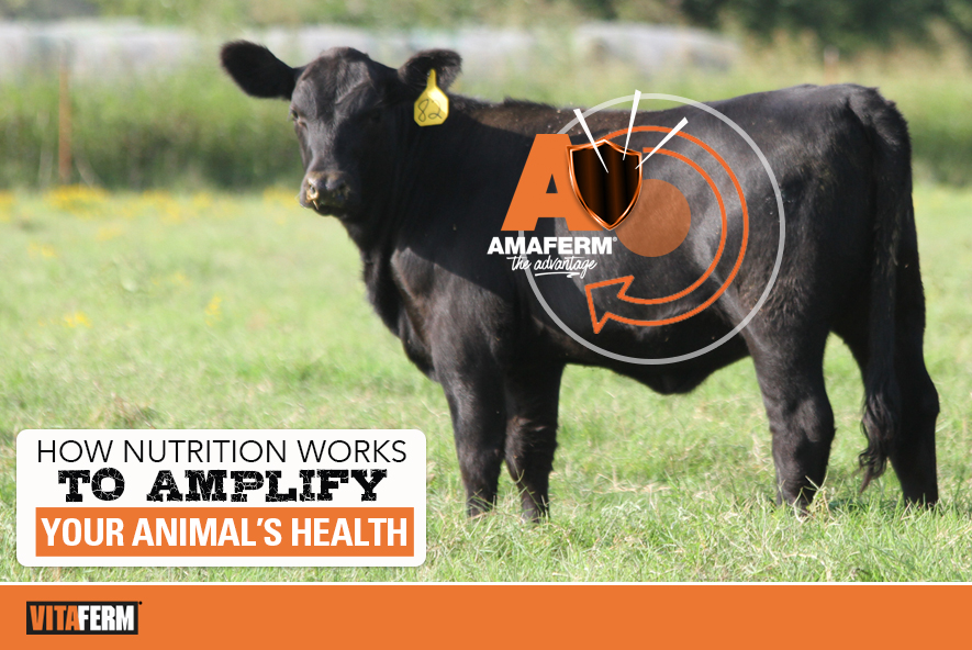 How Nutrition Works to Amplify Your Animals’ Health - VitaFerm