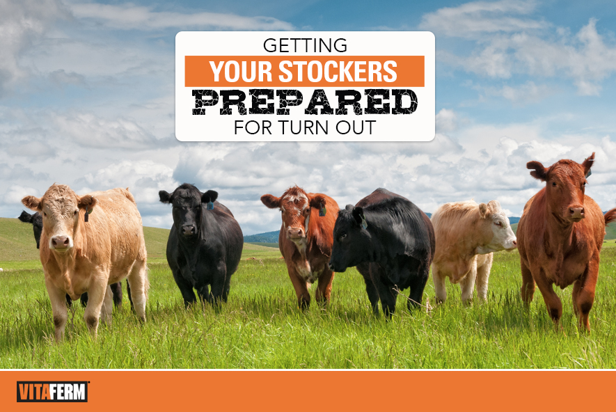 Getting Your Stockers Prepared for Turn Out - VitaFerm