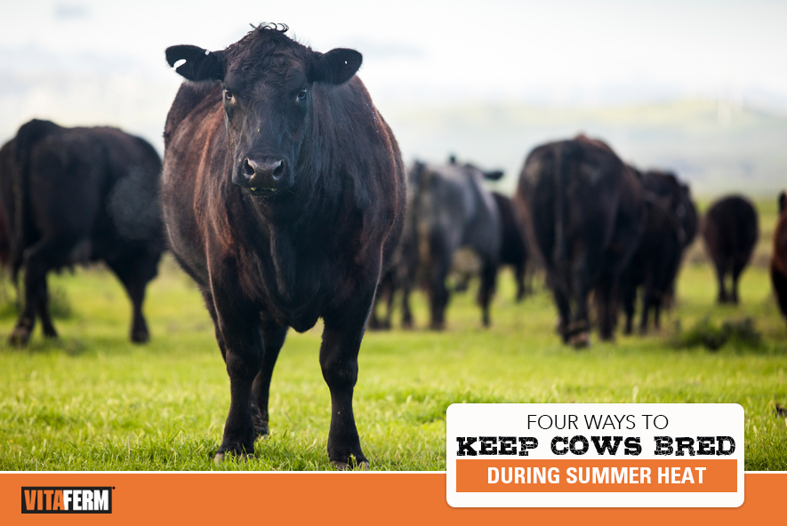 Four Ways to Keep Your Cows Bred During the Summer Heat - VitaFerm