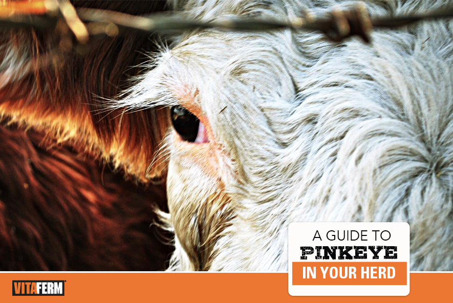 A Guide To Pinkeye In Your Herd Vitaferm