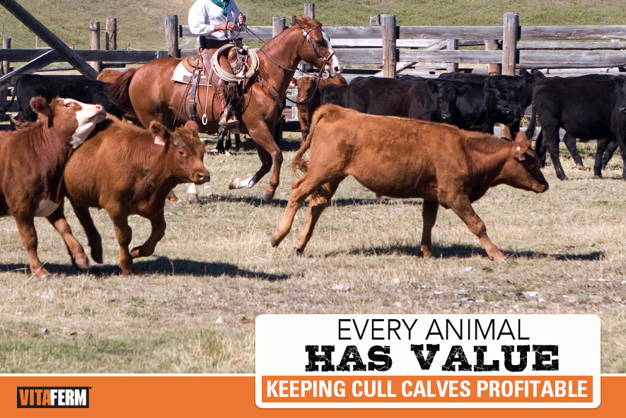 Every Animal has Value: Keeping Cull Calves Profitable - VitaFerm