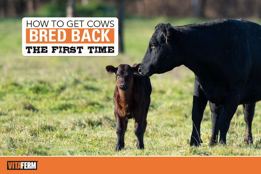 How to Get Cows Bred Back the First Time - VitaFerm