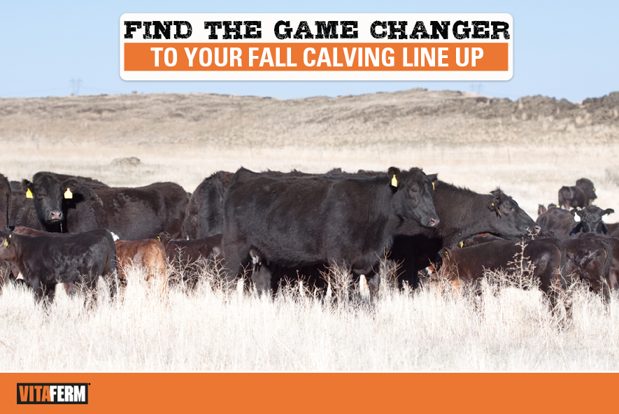 Find the Game Changer to Your Fall Calving Line Up - VitaFerm
