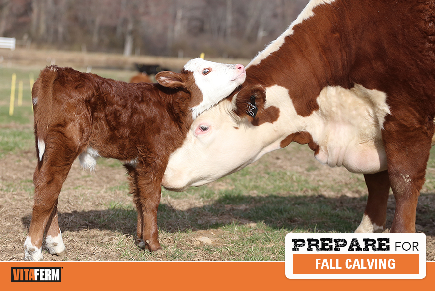 Prepare for Fall Calving - VitaFerm