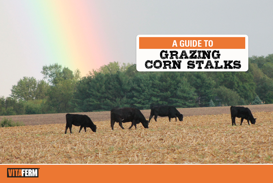 A Guide to Grazing Corn Stalks - VitaFerm