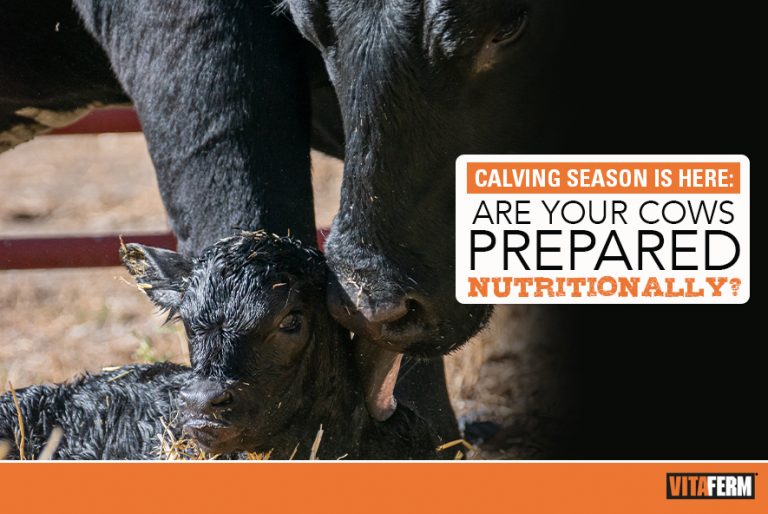 VitaFerm® Concept•Aid® Gestation Calculator - VitaFerm