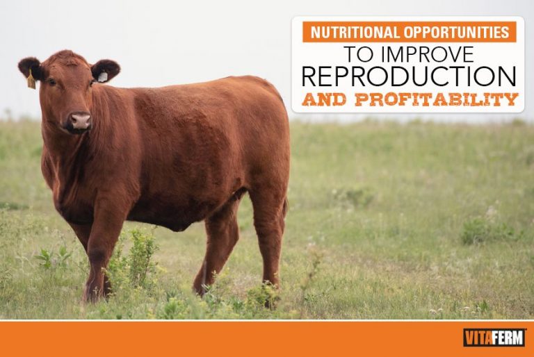 VitaFerm® Concept•Aid® Gestation Calculator - VitaFerm