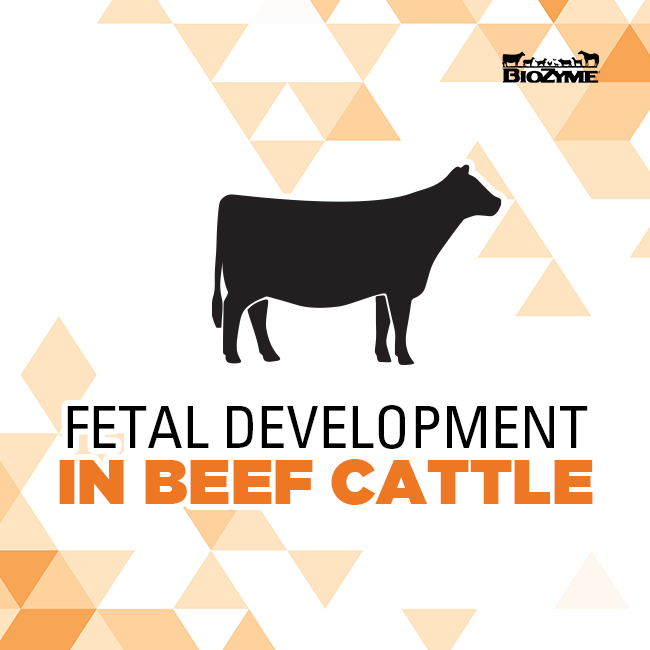 Fetal Development in Beef Cattle - VitaFerm