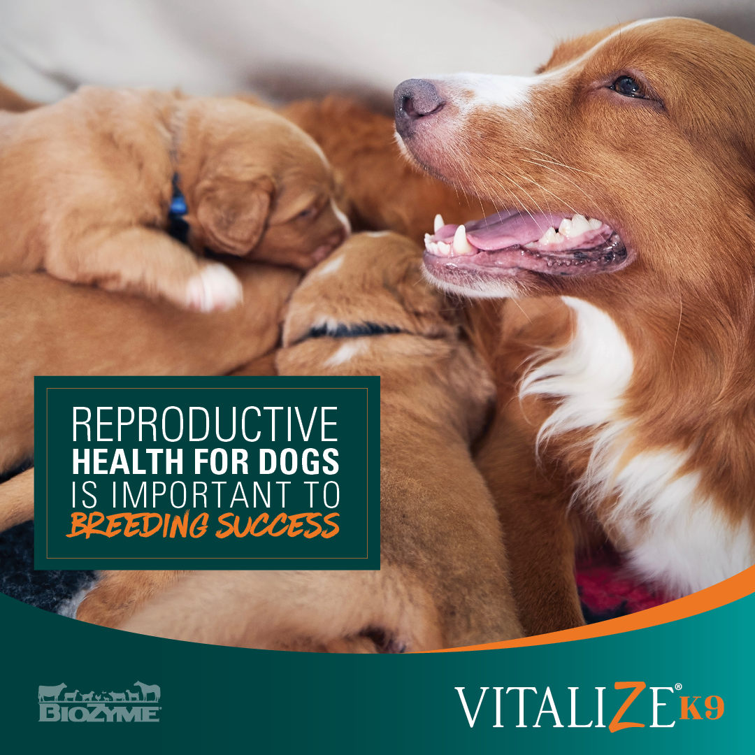 Reproductive Health for Dogs is Important to Breeding Success ...