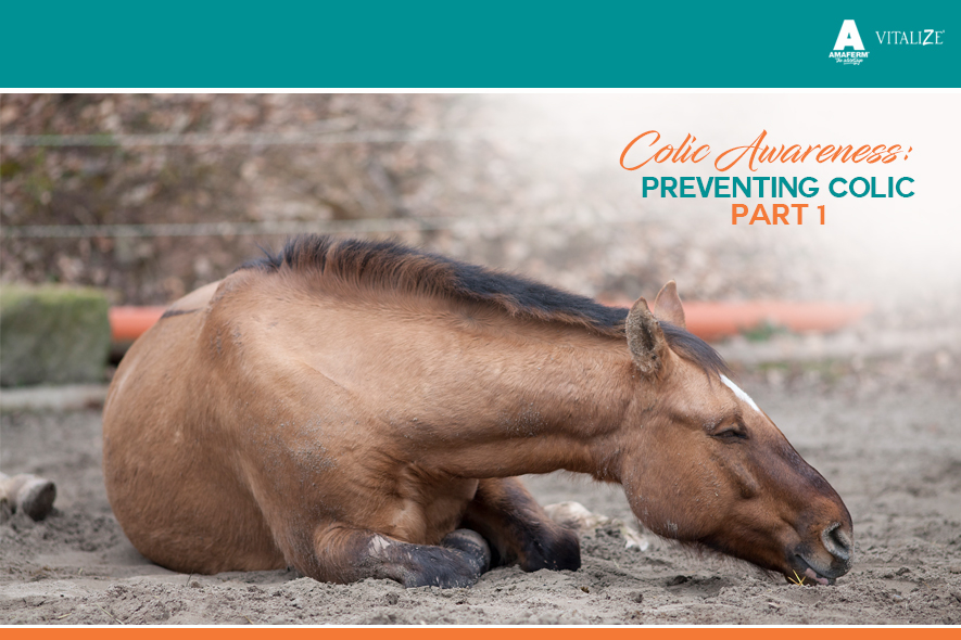 Colic Awareness: Preventing Colic Part 1 - Vitalize