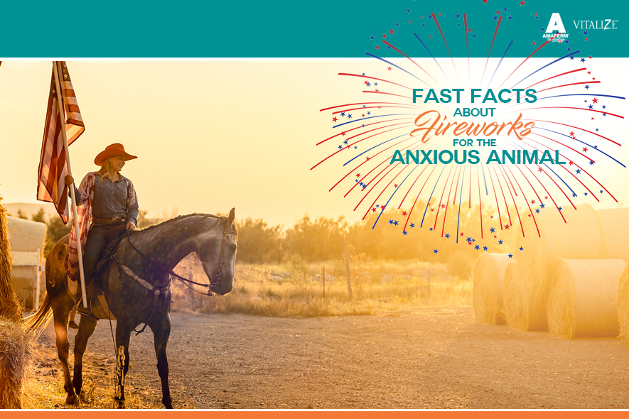 Fast Facts About Fireworks for the Anxious Animals - Vitalize