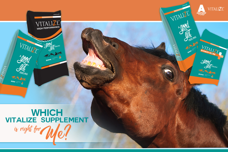 Which Vitalize Supplement is right for me? - Vitalize