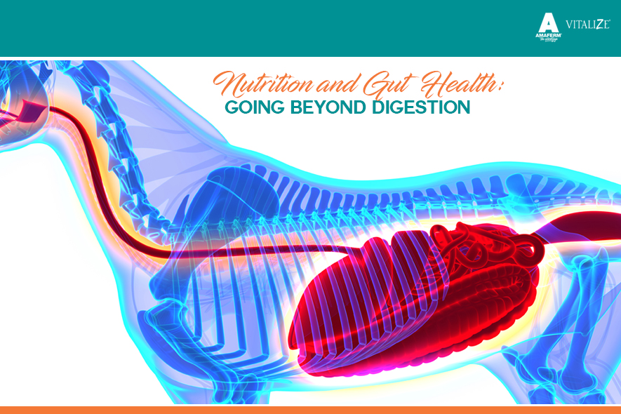 Nutrition and Gut Health: Going Beyond Digestion - Vitalize