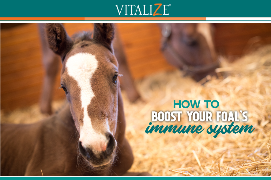 How to Boost Your Foal’s Immune System - Vitalize