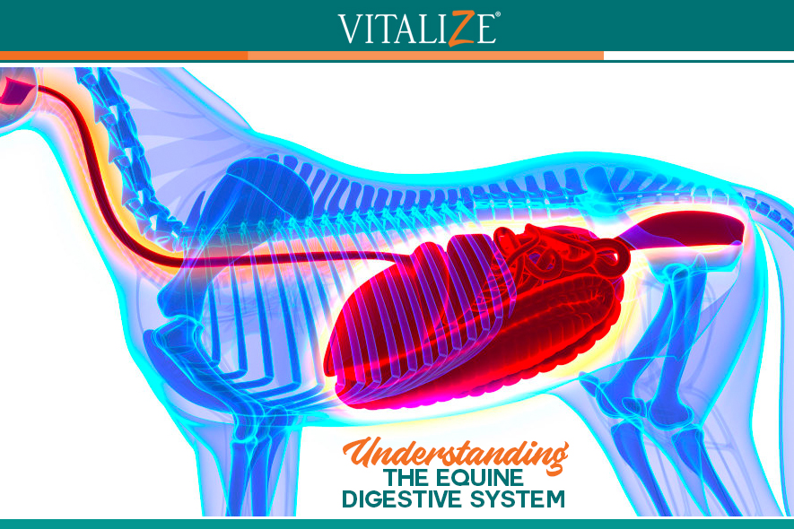 Understanding the Equine Digestive System - Vitalize