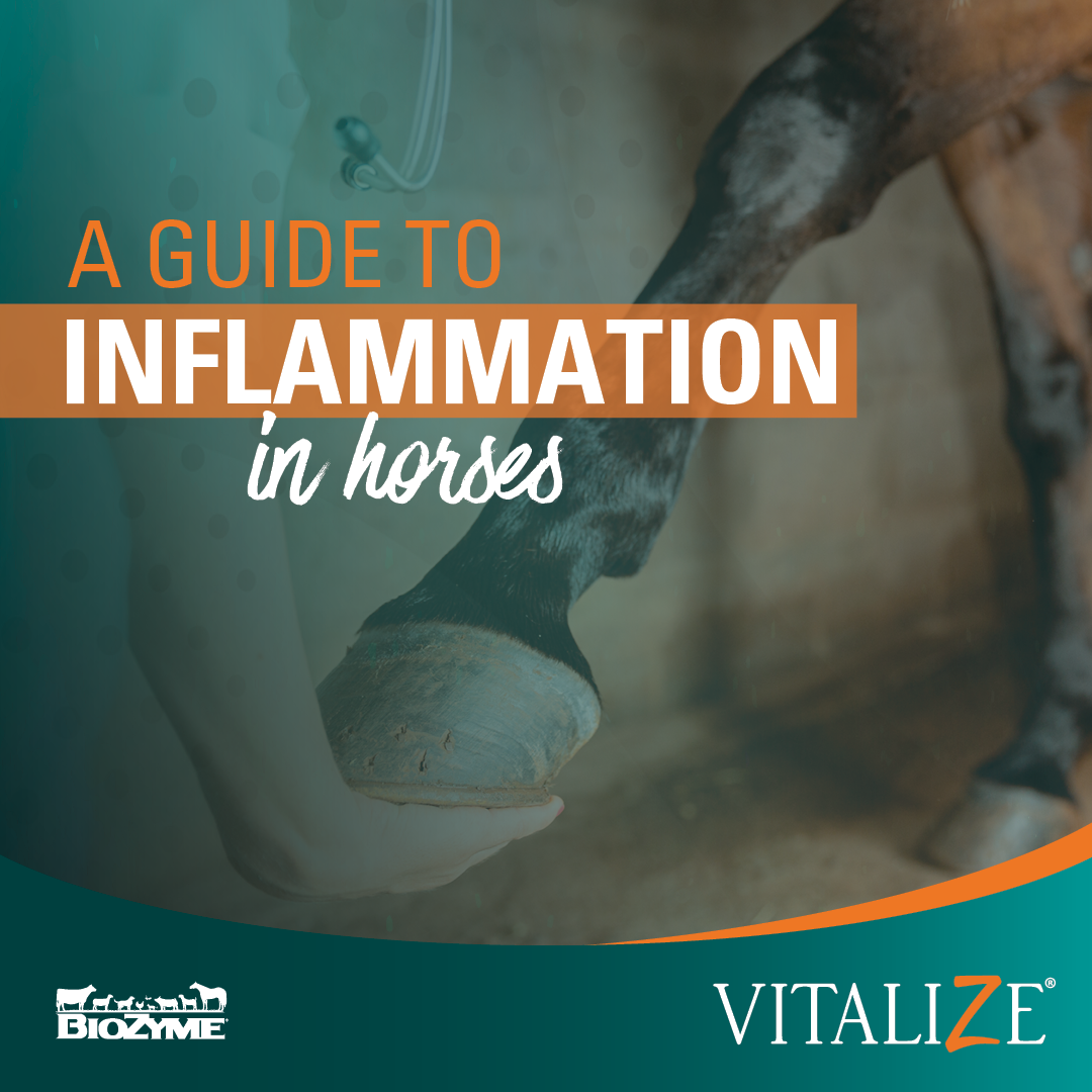 Deworming Your Horse 101 - Vitalize
