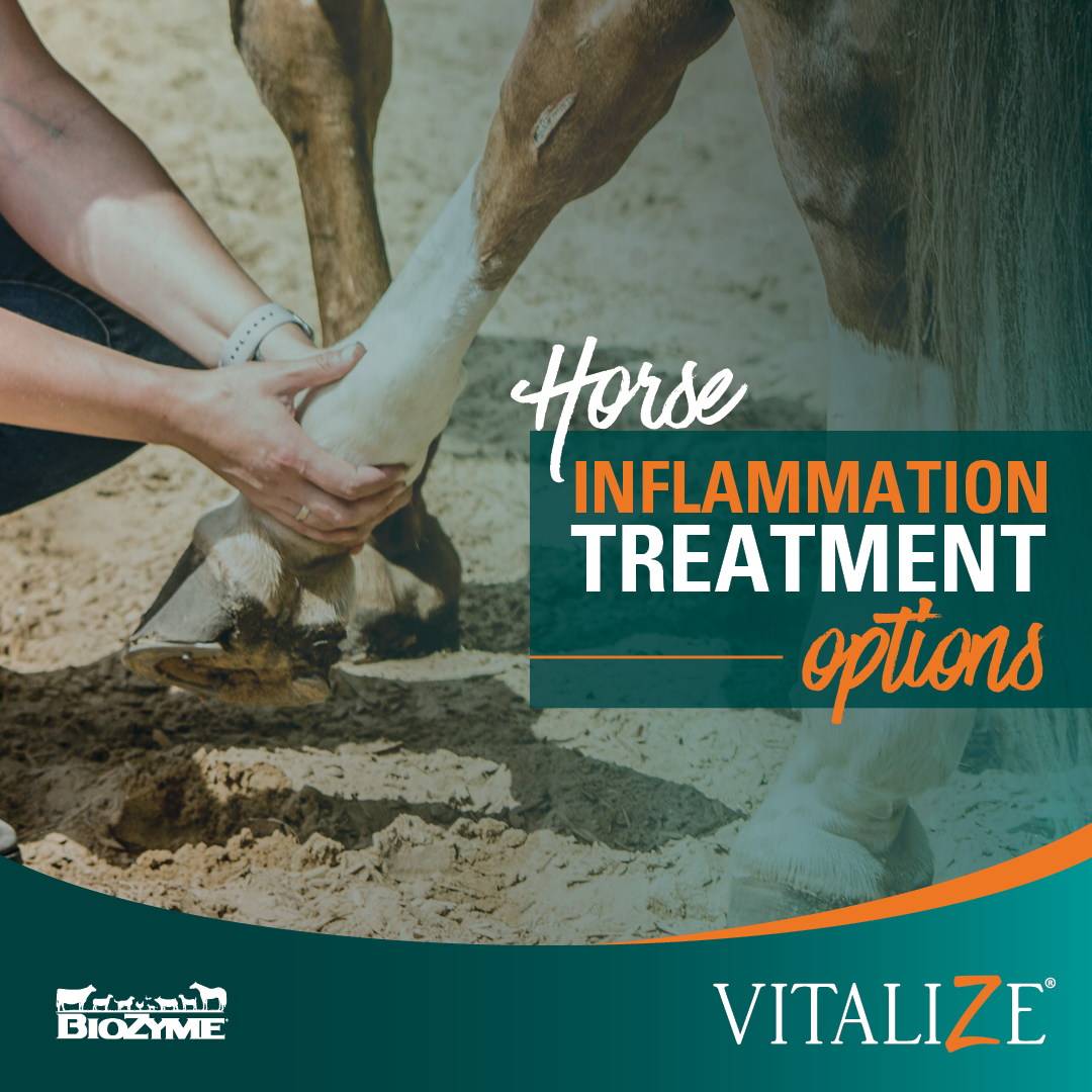 Horse Inflammation Treatment Options are Varied - Vitalize