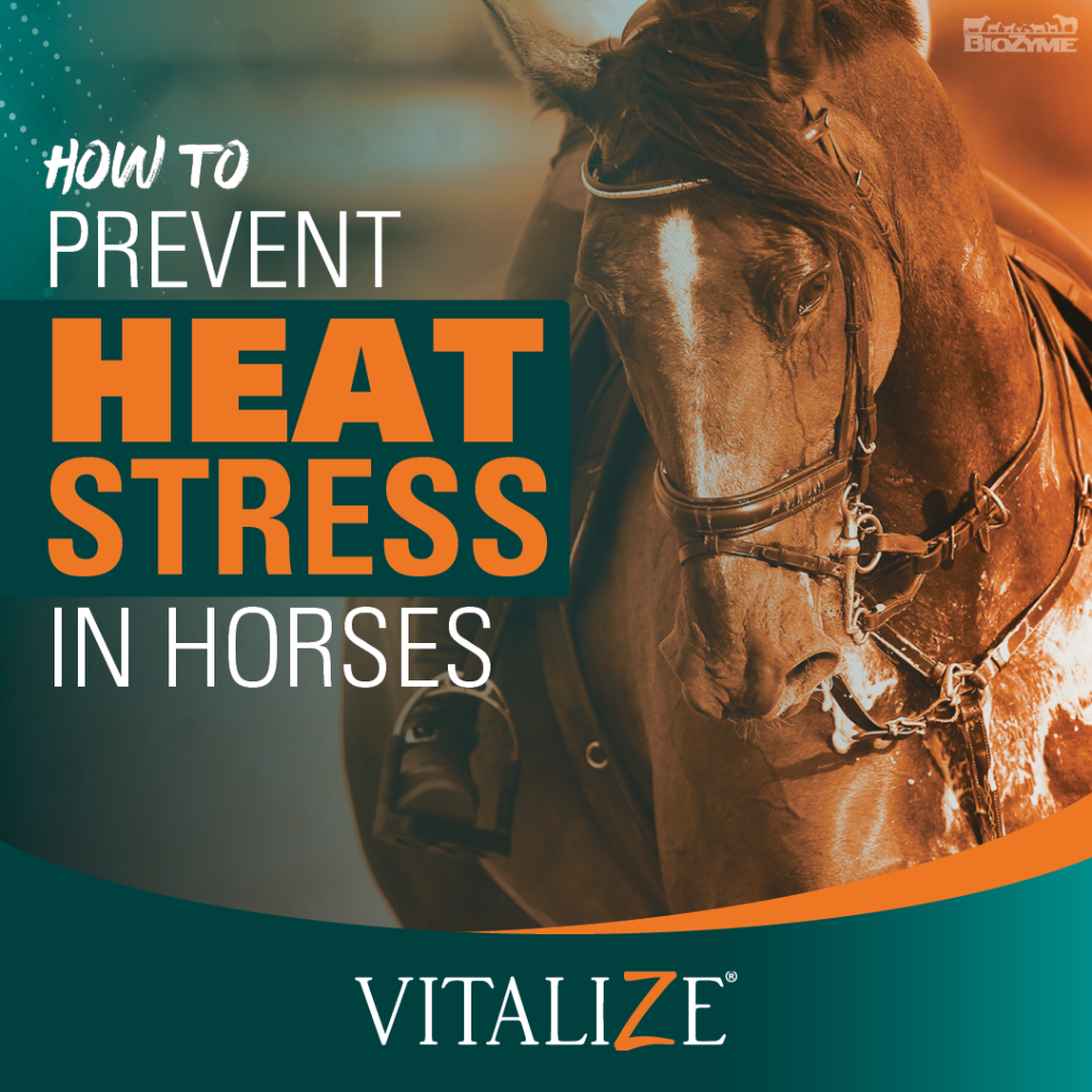 Understanding Heat Stress in Horses - Vitalize